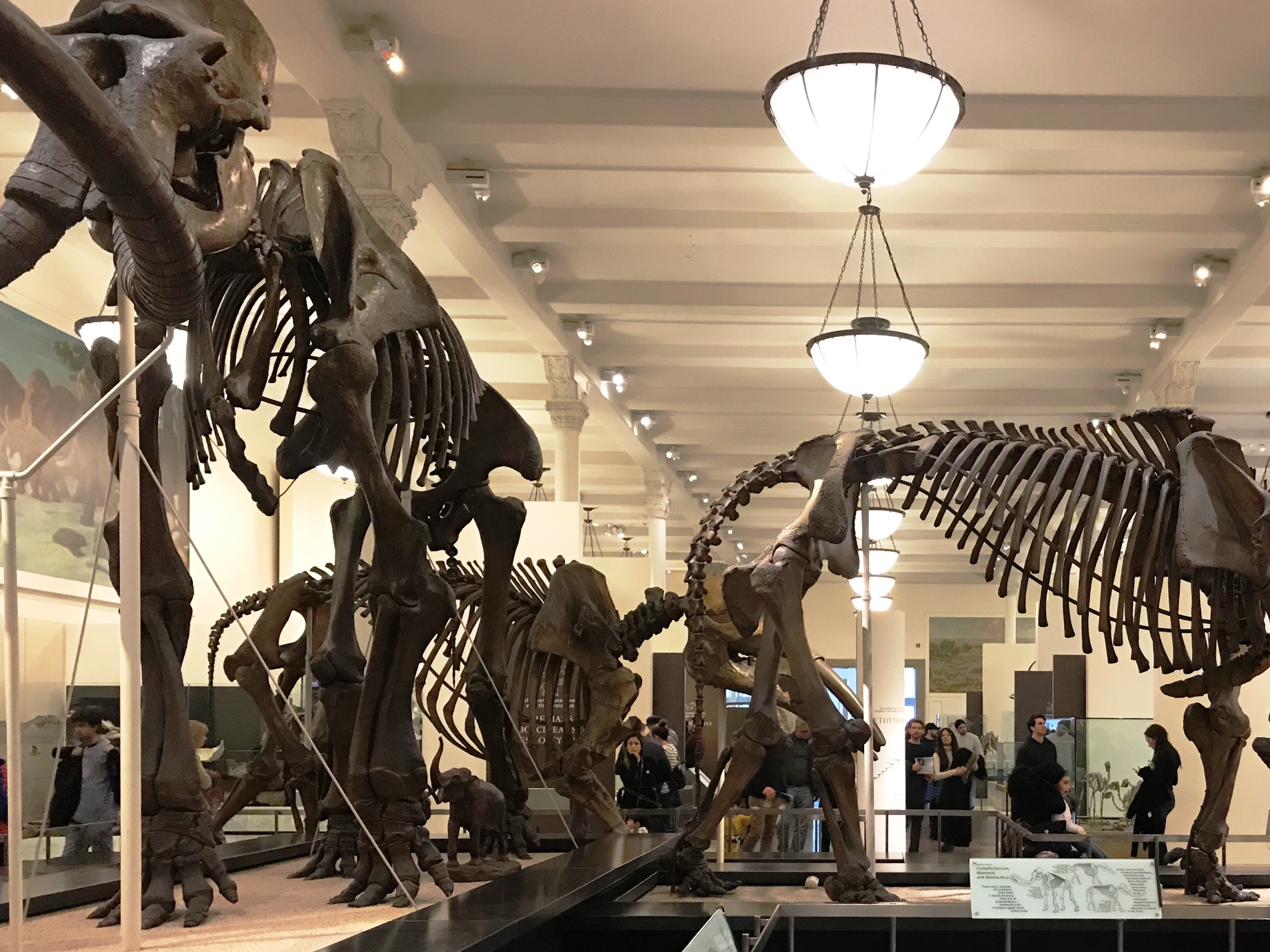 Dr Maedaのニューヨーク奮戦記(30) – 京都大学大学院医学研究科初期診療・救急医学分野